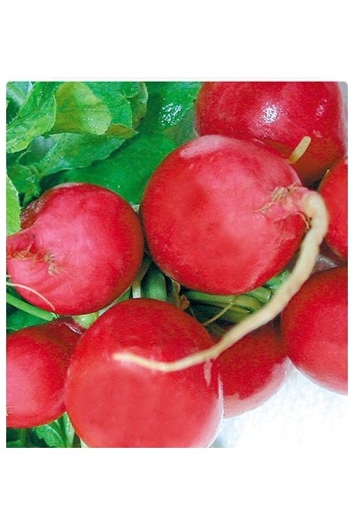 Tohum Diyarı İri Kırmızı Turp Tohumu 30+ Tohum Tohum Diyarı İri Kırmızı Turp Tohumu 30+ Tohum