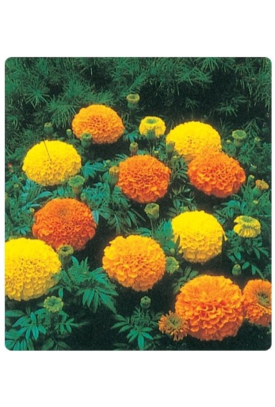 Tohum Diyarı Kadife Çiçeği Tohumu 10+ Tohum