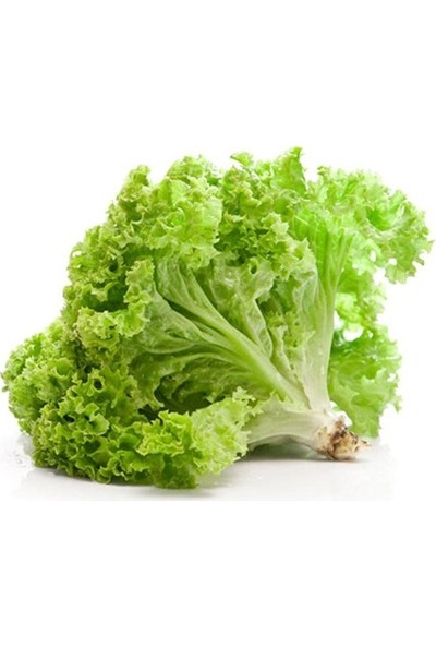 Tohum Diyarı Kıvırcık Marul Tohumu 20+ Tohum