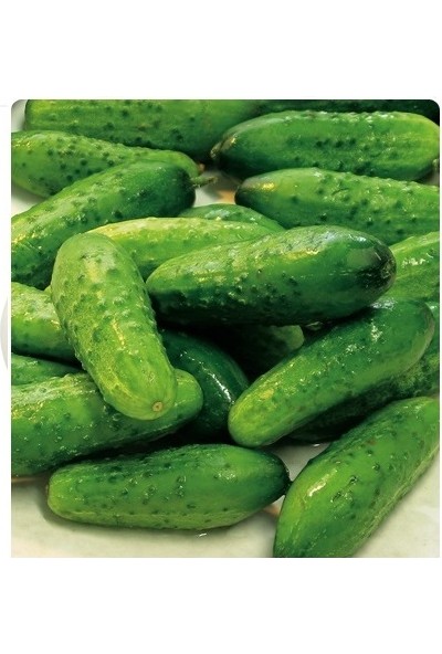 Tohum Diyarı Kornişon Salatalık Tohumu 10+ Tohum