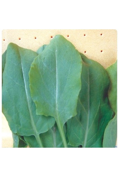 Tohum Diyarı Kuzu Kulağı Ekşi Otu Tohumu 20+ Tohum Tohum Diyarı Kuzu Kulağı Ekşi Otu Tohumu 20+ Tohum