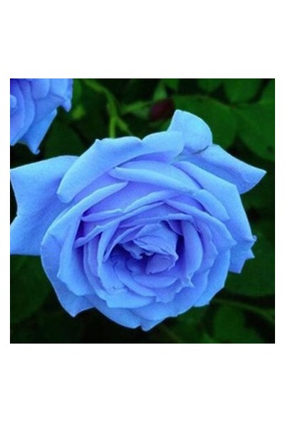 Tohum Diyarı Mavi Gül Tohumu 5 Tohum