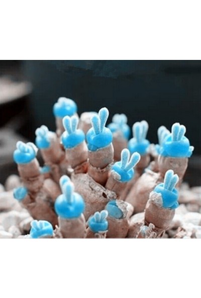 Tohum Diyarı Mavi Tavşan Kaktüs Tohumu 10+ Tohum