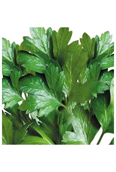 Tohum Diyarı Maydanoz Tohumu 10+ Tohum