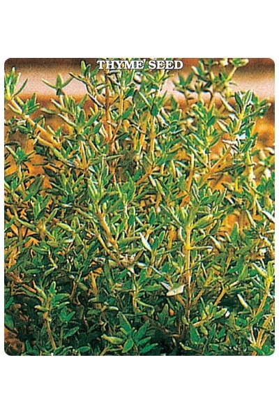 Tohum Diyarı Mis Kokulu Kekik Tohumu 10+ Tohum