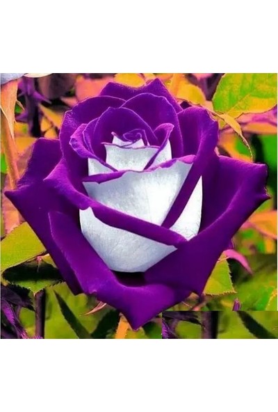 Tohum Diyarı Mor Beyaz Gül Tohumu 5+ Tohum Tohum Diyarı Mor Beyaz Gül Tohumu 5+ Tohum