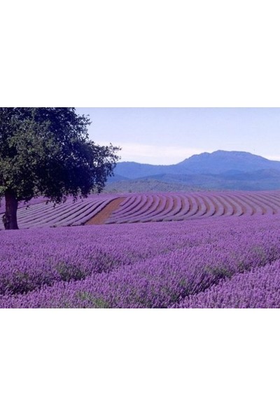 Tohum Diyarı Mor Lavanta Çiçeği Tohumu Mis Kokulu 15+ Tohum