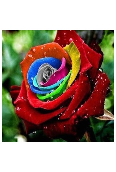 Tohum Diyarı Nadir Bulunan Gökkuşağı Gül Tohumu 5 Tohum Tohum Diyarı Nadir Bulunan Gökkuşağı Gül Tohumu 5 Tohum