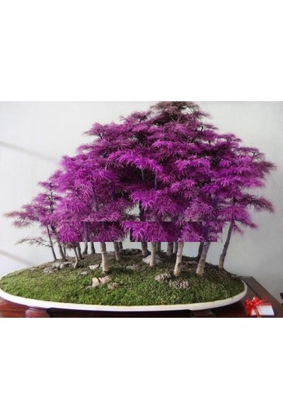 Tohum Diyarı Nadir Cüce Mor Sekoya Bonsai Ağacı Tohumu 3+ Tohum Tohum Diyarı Nadir Cüce Mor Sekoya Bonsai Ağacı Tohumu 3+ Tohum