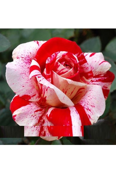 Tohum Diyarı Özel Beyaz Kırmızı Ala Gül Tohumu 10 Tohum Tohum Diyarı Özel Beyaz Kırmızı Ala Gül Tohumu 10 Tohum