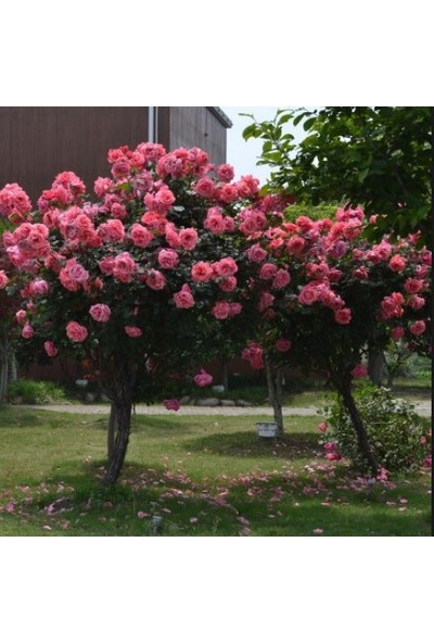 Tohum Diyarı Pembe Gül Ağacı Tohumu 10+ Tohum