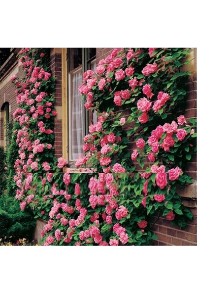 Tohum Diyarı Pembe Sarmaşık Gül Yediveren Gül Tohumu 5 Tohum