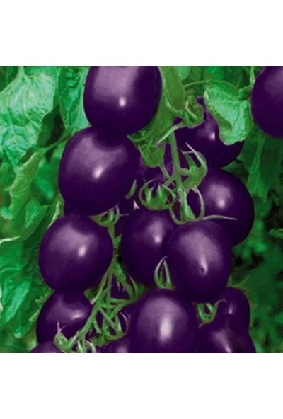 Tohum Diyarı Saksılık Mor Cherry Domates Tohumu 10 Tohum Tohum Diyarı Saksılık Mor Cherry Domates Tohumu 10 Tohum