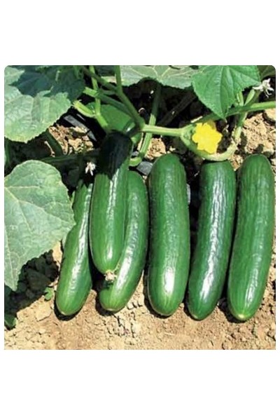 Tohum Diyarı Salatalık (Hıyar) Çengelköy Tohumu 10+ Tohum