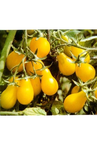 Tohum Diyarı Sarı Ampul Domates Tohumu 5+ Tohum Tohum Diyarı Sarı Ampul Domates Tohumu 5+ Tohum