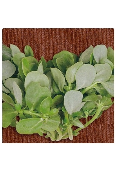 Tohum Diyarı Semiz Otu Tohumu 10+ Tohum