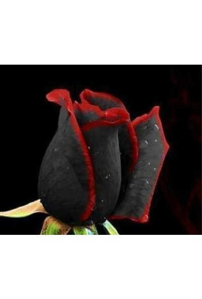 Tohum Diyarı Siyah Gül Kırmızı Kenarlı Gül 10 Tohum