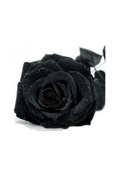 Tohum Diyarı Siyah Gül Tohumu 5 Tohum