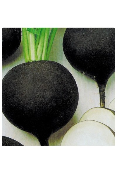 Tohum Diyarı Siyah Turp Tohumu 20+ Tohum Tohum Diyarı Siyah Turp Tohumu 20+ Tohum