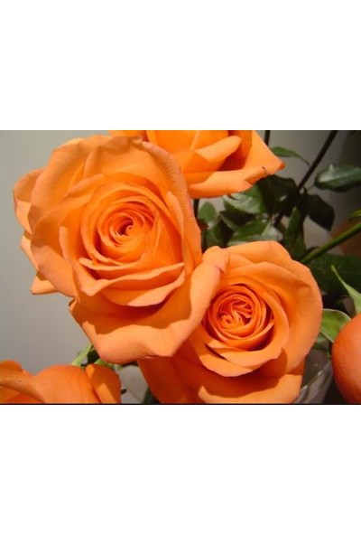 Tohum Diyarı Turuncu Gül Tohumu 10 Tohum Hollandadan