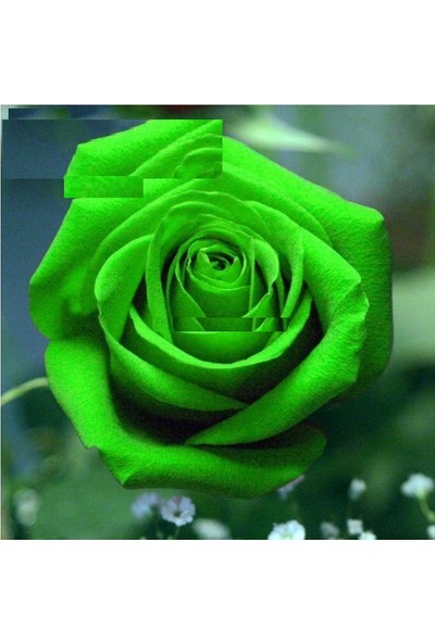 Tohum Diyarı Yeşil Gül Tohumu 5 Tohum