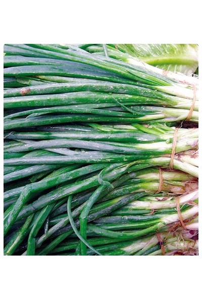 Tohum Diyarı Yeşil Soğan Tohumu 10 Tohum