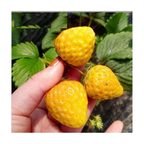 Tohum Diyarı Sarı Çilek Tohumu 10+ Tohumu Fiyatı