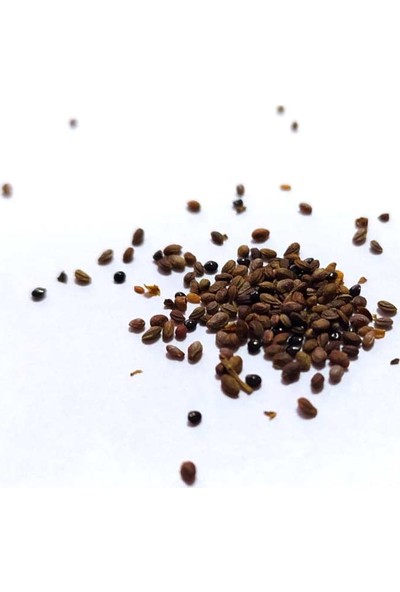 Biberiye Çit Rosemary(6 Ad)