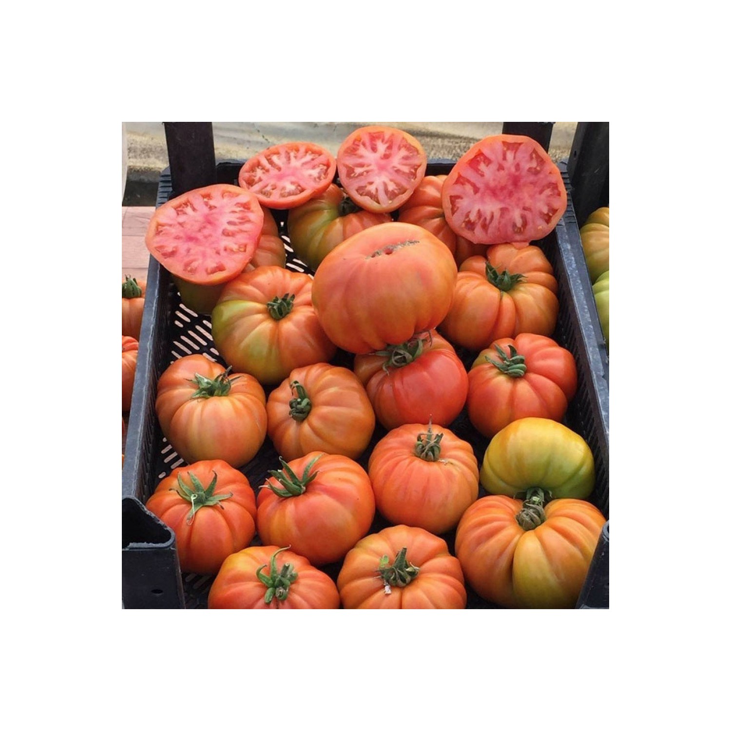 İklim Pembe Dilimli Domates Fidesi Fiyatı - Taksit Seçenekleri