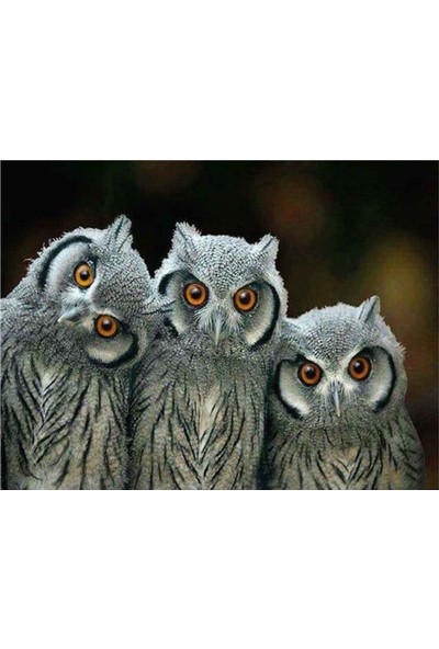 Movas Sanat Baykuş Ailesi Elmas Mozaik Tablo