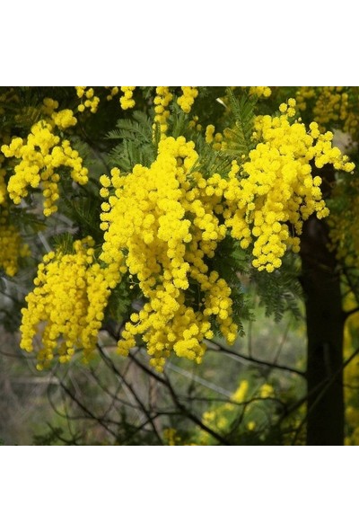 Fidan Sepetim 3 Yaş Mimoza Ağacı Fidanı - Gümüşi Akasya (Acacia Dealbata)