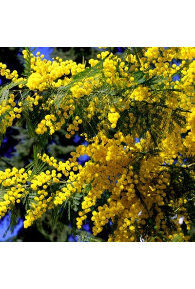 Fidan Sepetim 2 Yaş Mimoza Ağacı Fidanı - Gümüşi Akasya (Acacia Dealbata)