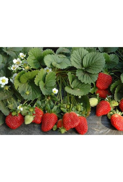 Çilek Diyarı 20 'lı Festival Çilek Fidesi Açık Kök ve Firigo Çilek Diyarı 20 'lı Festival Çilek Fidesi Açık Kök ve Firigo