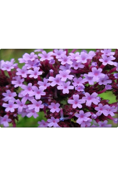 Mine Çiçeği (50 Adet) Karışık Renk