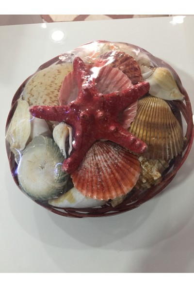 Yavuz Akvaryum Deniz Kabukları Xl Boy