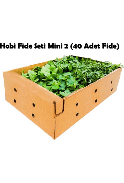 Fide Vadisi Hobi Fide Seti - Mini 2 (40 Adet Fide) Fide Vadisi Hobi Fide Seti - Mini 2 (40 Adet Fide)