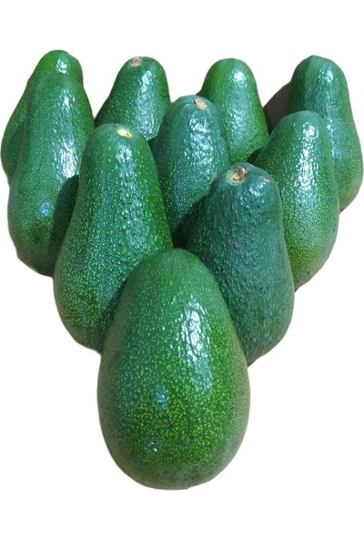 Alanya Özlem Avokado 10 ` Lu Kolilerde Dalından Taze Alanya Özlem Avokado 10 ` Lu Kolilerde Dalından Taze
