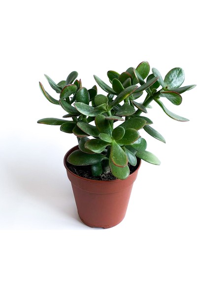 Maison Plants - Crassula Ovata - Para Çiçeği