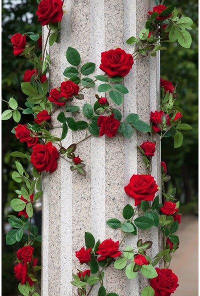 Moda Botanik Sarmaşık Gül Kırmızı Kokulu ,+150 cm Moda Botanik Sarmaşık Gül Kırmızı Kokulu ,+150 cm