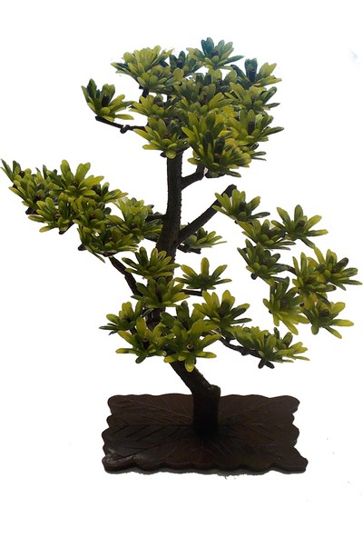 Dophin Bonsai Bitki (M)