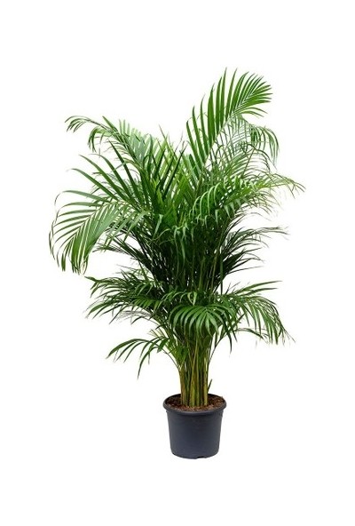 Orkide Areka Palmiyesi 140-150CM