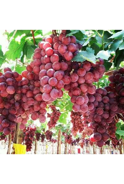 Fidan&peyzaj Red Globe Üzüm/asma Fidanı
