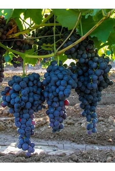 Fidan&peyzaj Alfonso Lavalle Üzüm/asma Fidanı
