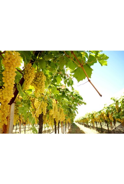Fidan&peyzaj Çekirdeksiz Sultani Üzüm/asma Fidanı