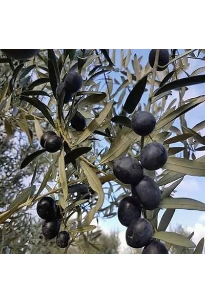 Fidan&peyzaj Gemlik Zeytin Fidanı Fidan&peyzaj Gemlik Zeytin Fidanı