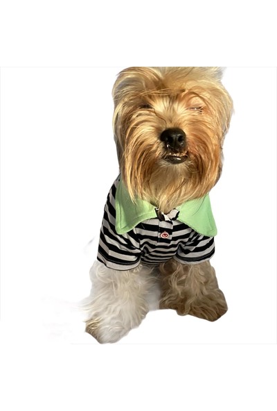 Kemique Grass Hopper Stripe Polo Yaka Tişört Köpek Kıyafeti Köpek Elbisesi Kemique Grass Hopper Stripe Polo Yaka Tişört Köpek Kıyafeti Köpek Elbisesi