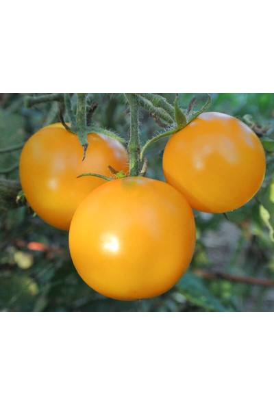 Boothas Gold Nugget Cherry Domates Tohumu 20 Adet + Yetiştirme Saksı + Torf Boothas Gold Nugget Cherry Domates Tohumu 20 Adet + Yetiştirme Saksı + Torf