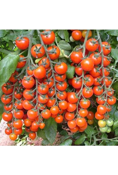 Boothas Misket Cherry Domates Tohumu 20 Adet + Yetiştirme Saksısı + Torf Boothas Misket Cherry Domates Tohumu 20 Adet + Yetiştirme Saksısı + Torf