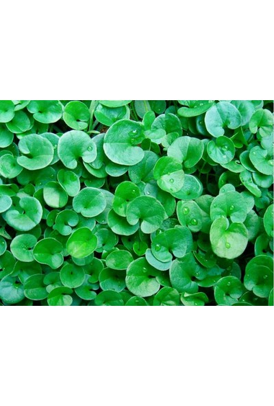 Akvaryum Bitkileri Dichondra Repens 1 Saksı 30-40 Kök Akvaryum Bitkileri Dichondra Repens 1 Saksı 30-40 Kök