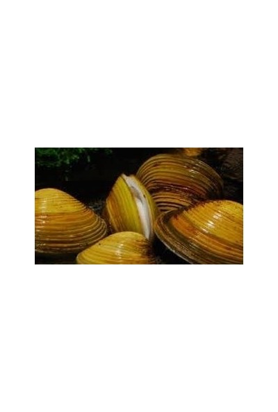 Canlı Petshop Tatlısu Midyesi 10 Adet 4-9 cm Canlı Petshop Tatlısu Midyesi 10 Adet 4-9 cm